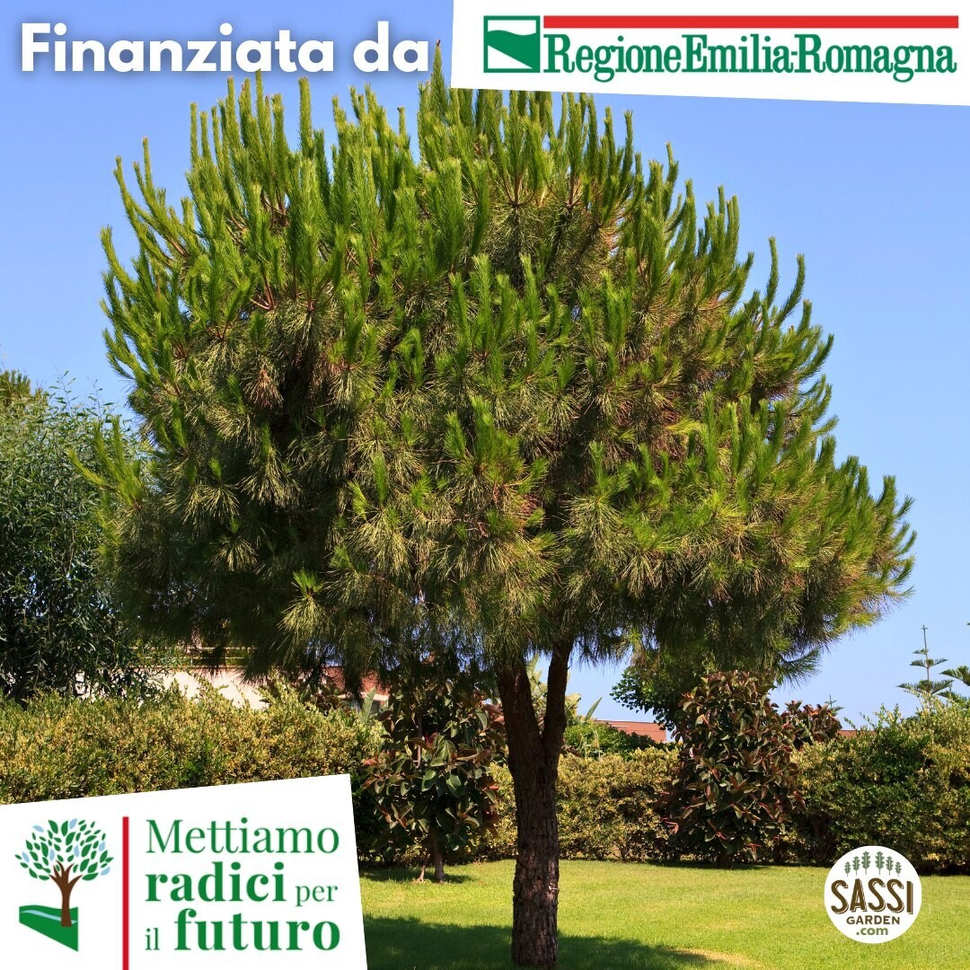 BANDO REGIONE ER AGR Pinus pinea, Pino Domestico/Pino da pinoli - vaso ...