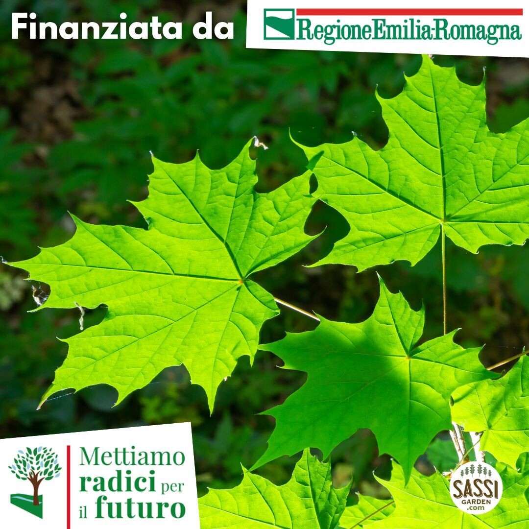 BANDO REGIONE ER Acer platanoides, Acero Riccio - ALBERO PIANTA ALTA H ...