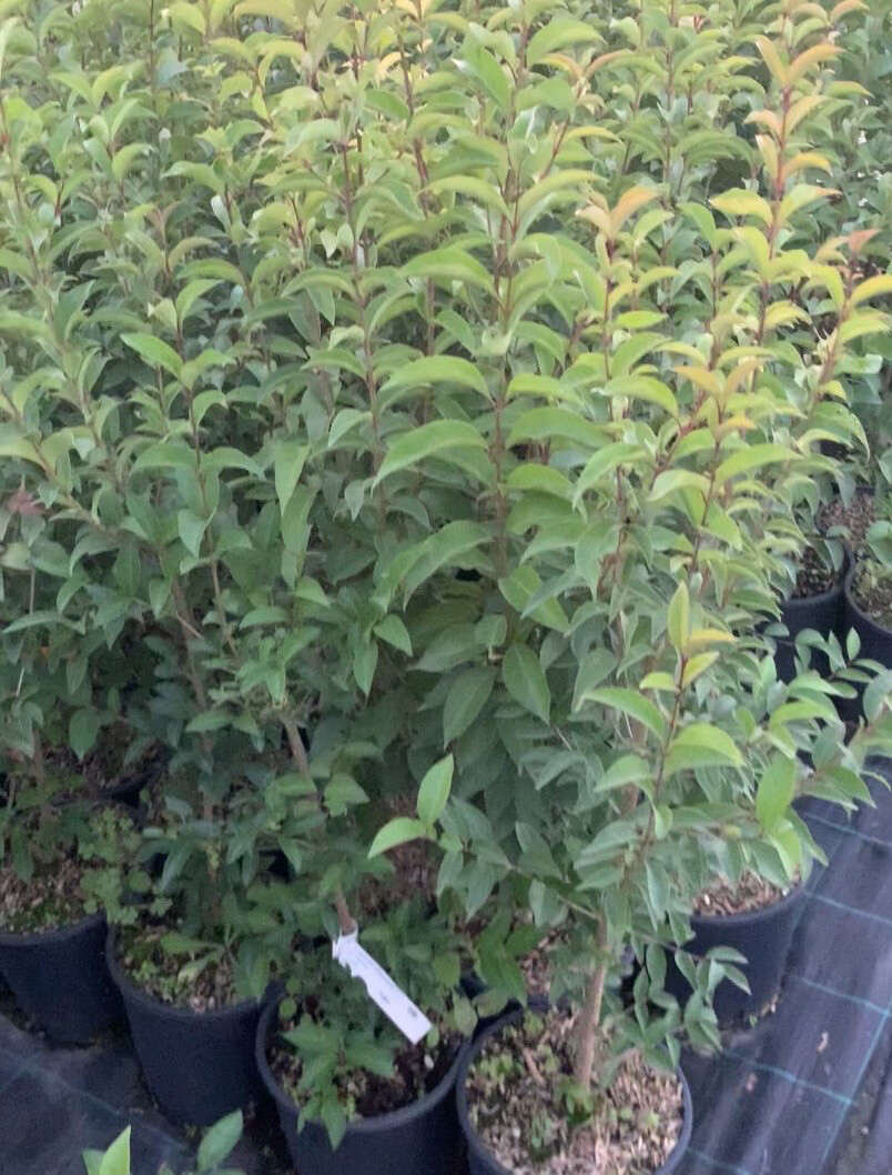 Ligustro del Giappone, Ligustrum japonicum - vaso Ø24 cm h 180 xxl ...