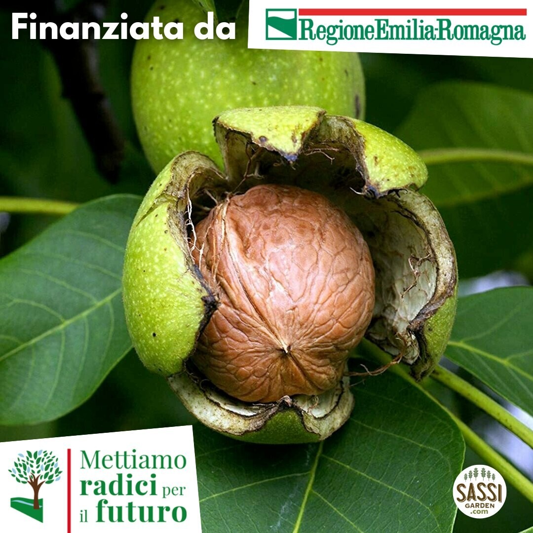 BANDO REGIONE ER ALBERO AGR Juglans regia, Noce da frutto/Noce bianco ...