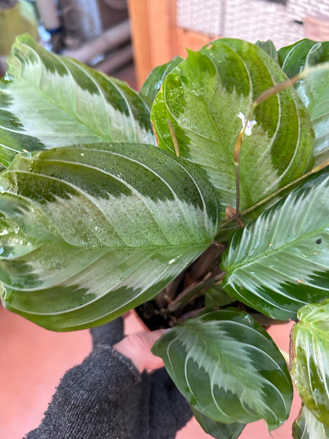 Maranta Leuconera - Maranta Silver Band - vaso Ø12 cm