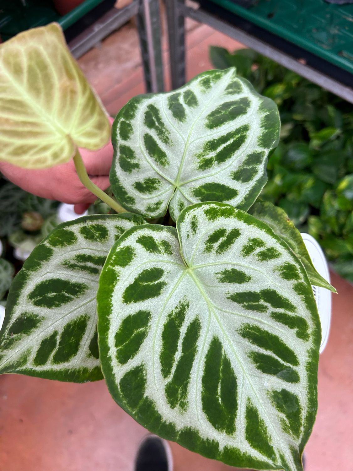 Anthurium chrystallinum 'Silver Blush', Anturium cristallino - vaso Ø12 cm