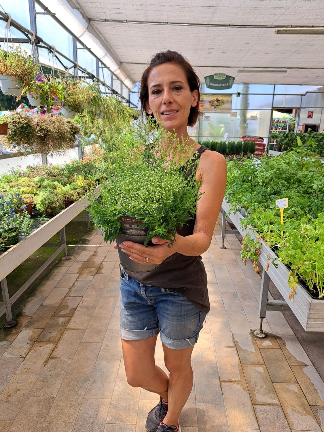 Gipsofila, Gypsophila paniculata 'Summer Sparkles', Velo da sposa ...