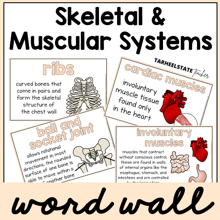 Skeletal and Muscular System Science Word Wall