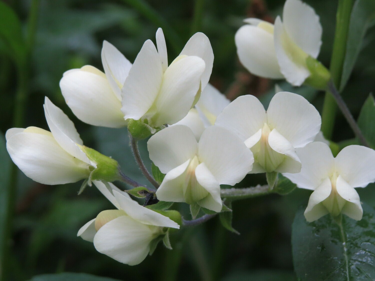 Cream Wild Indigo