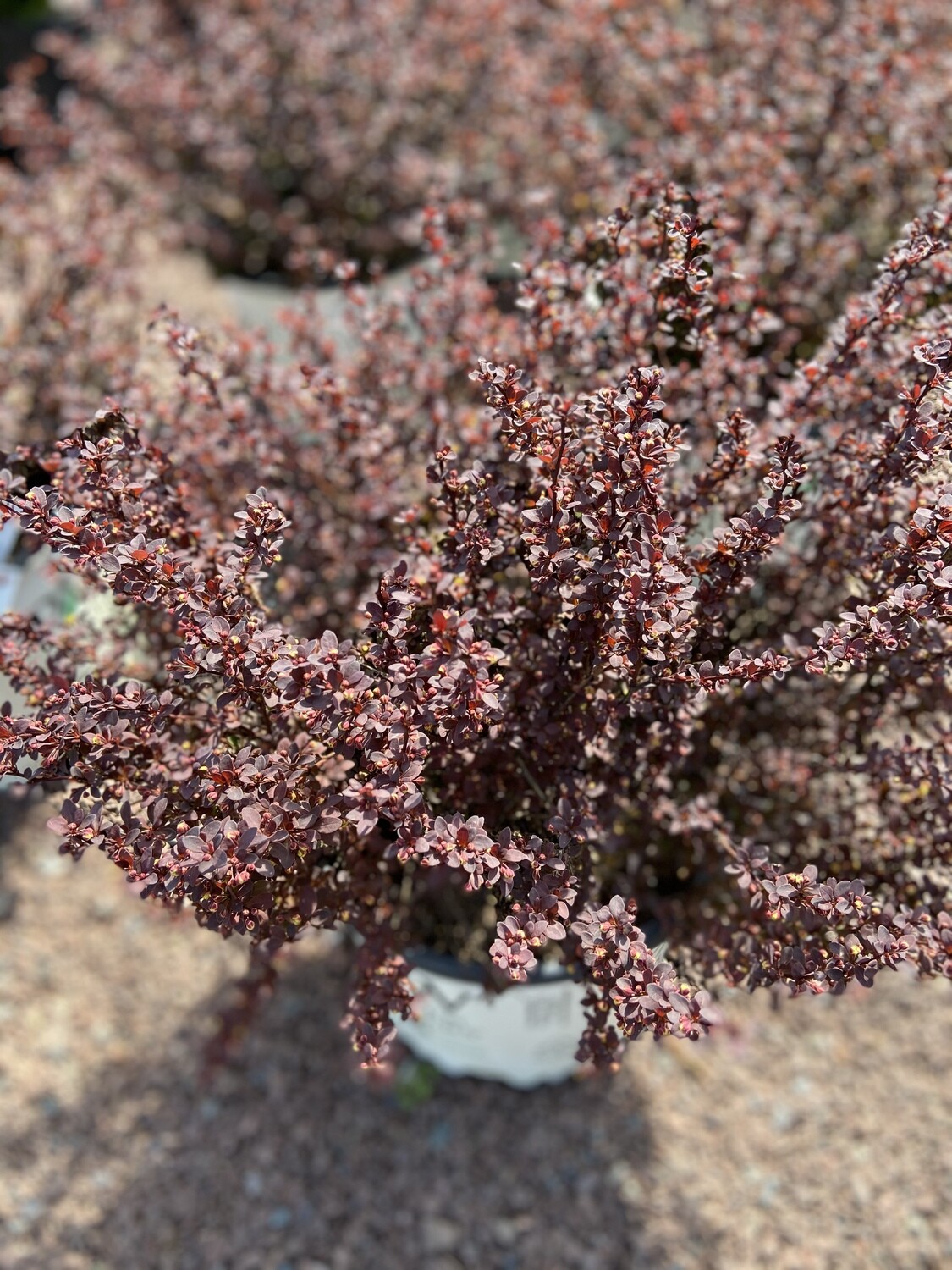 Mini Maroon Barberry