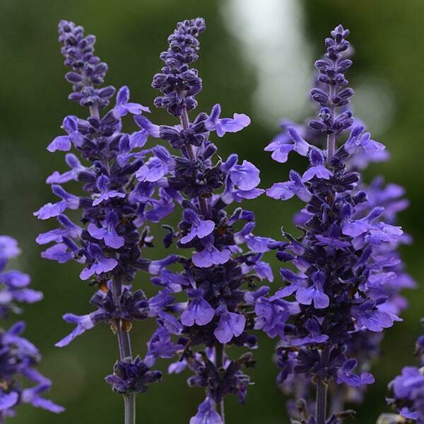 Salvia: Mysty (Dwarf)