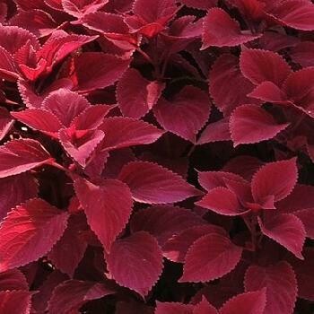 Coleus: Ruby Slippers