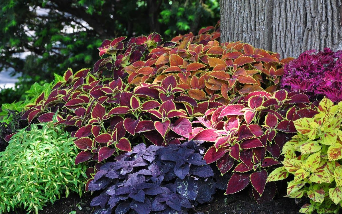Coleus