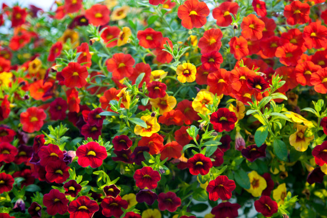 Calibrachoa (Million Bells)