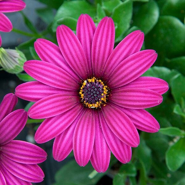 Osteospermum - FlowerPower: Compact Purple