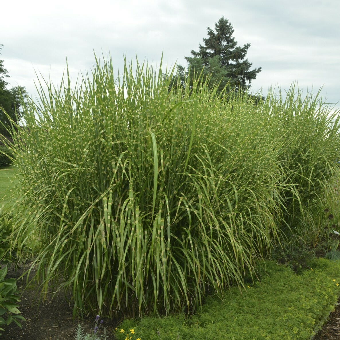 Porcupine Japanese Silver Grass