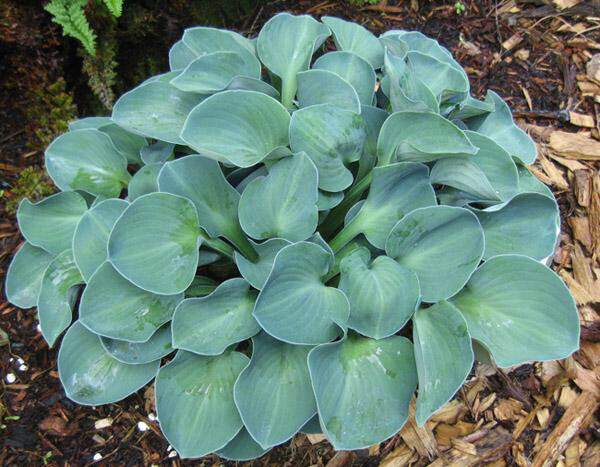 Hosta: Blue Mouse Ears