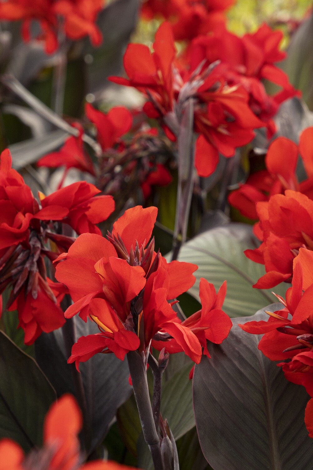 Canna Lily: Giant Red (Bronze Leaf)