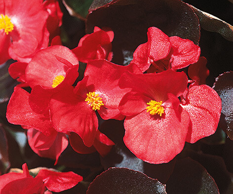 Begonia - Whopper: Red (Bronze Leaf)