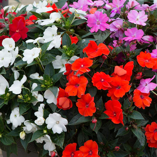 Sunpatiens