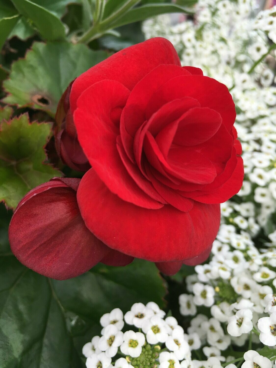 Begonia - Solenia: Velvet Red