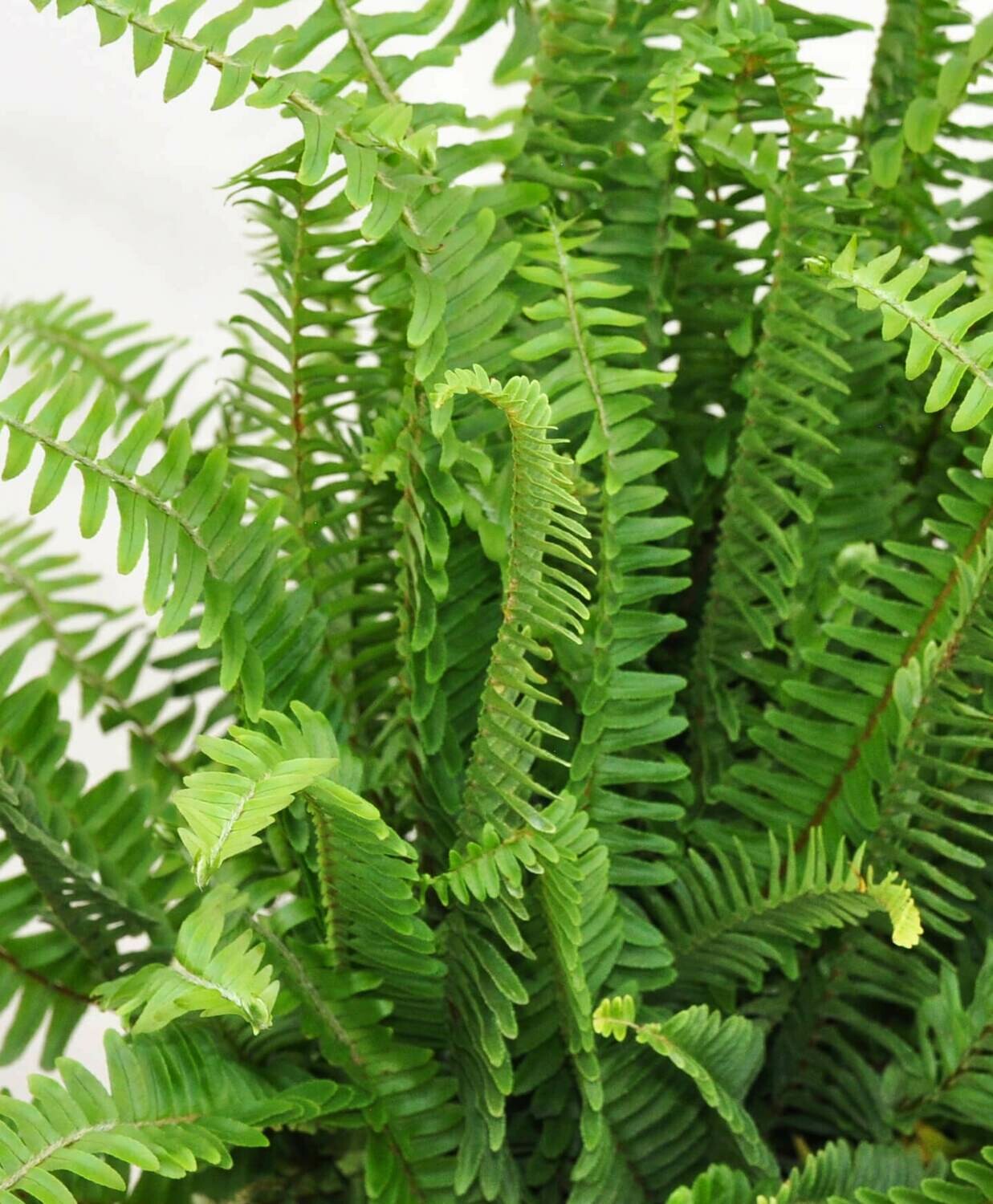 Kimberly Queen Fern