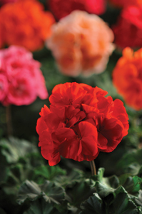 Presto Geraniums