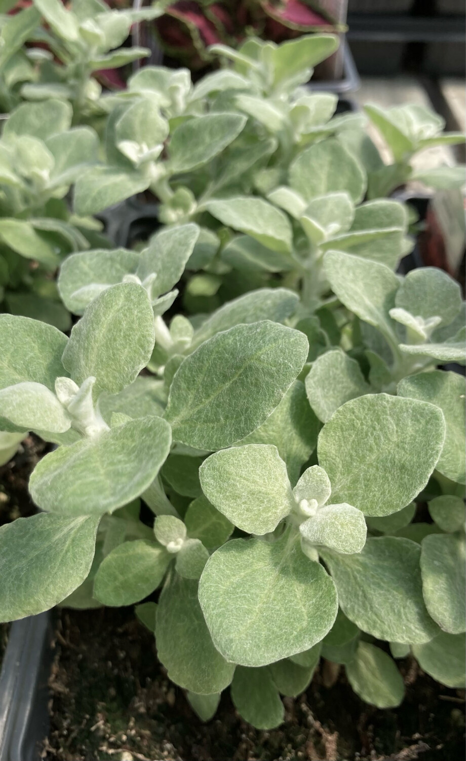 Helichrysum: Silver Stitch 21