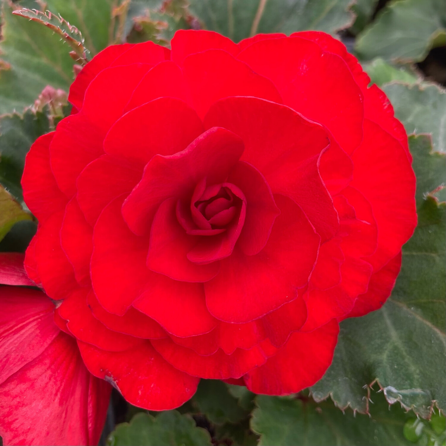 Begonia - Nonstop: Red