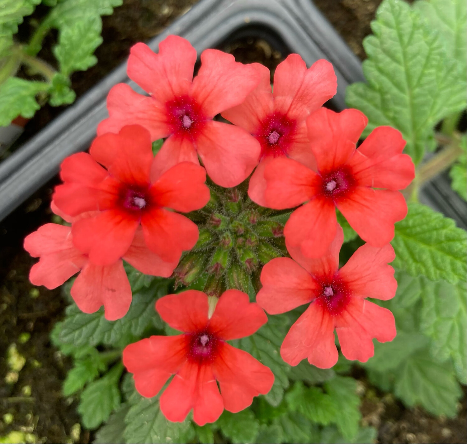 Verbena - Lascar: Mango Orange