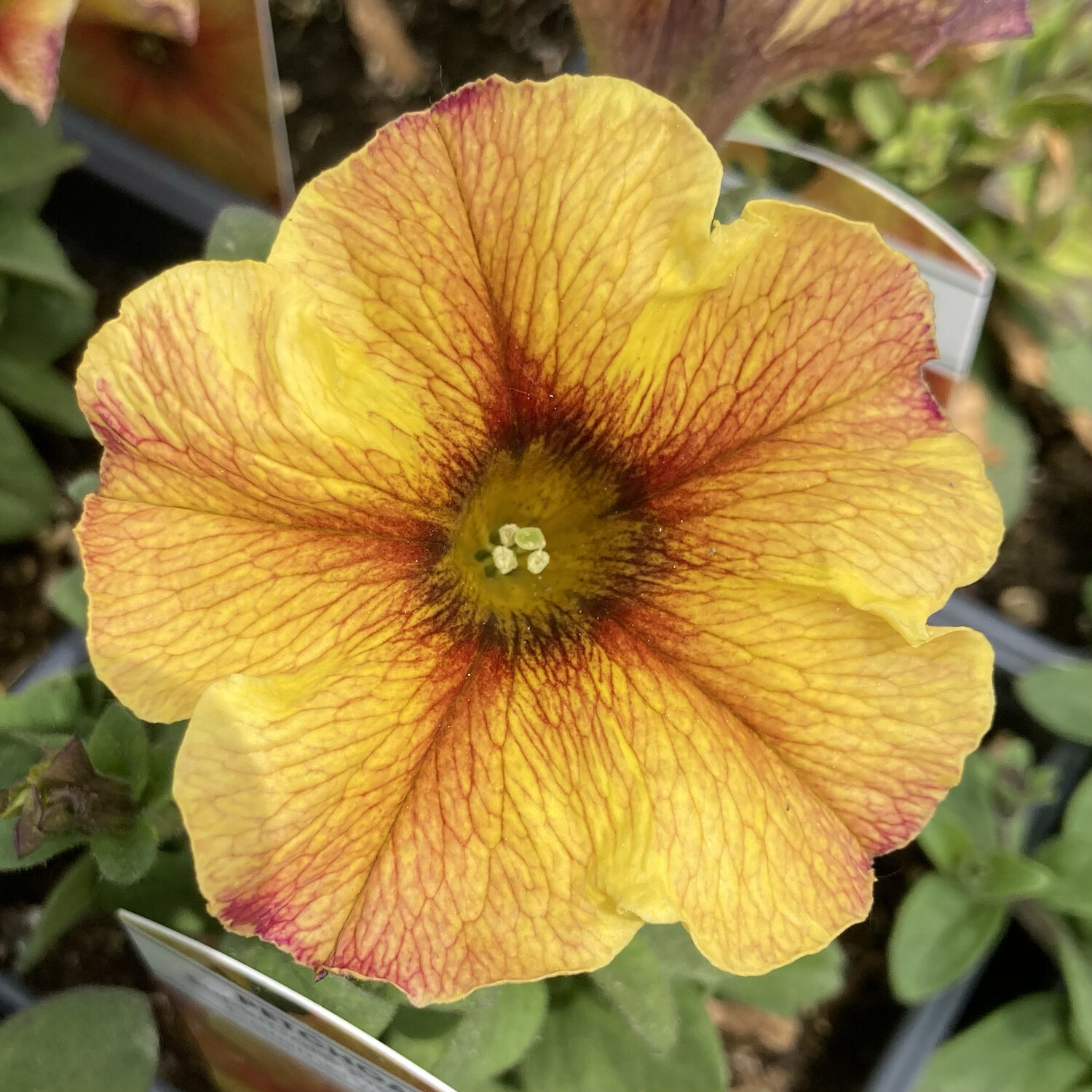 Petchoa - SuperCal: Caramel Yellow