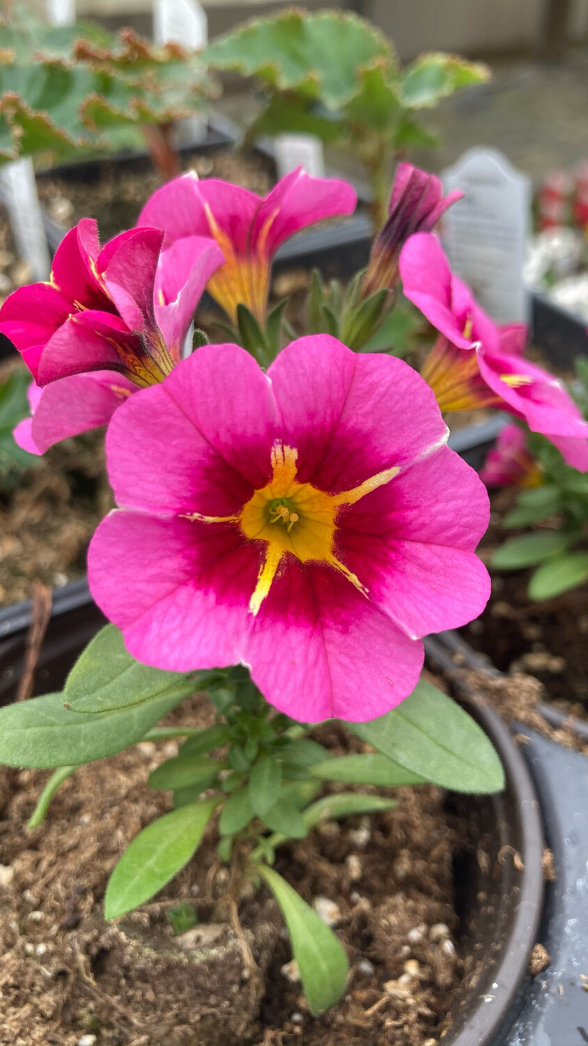 Calibrachoa - Minifamous: Neo Vampire