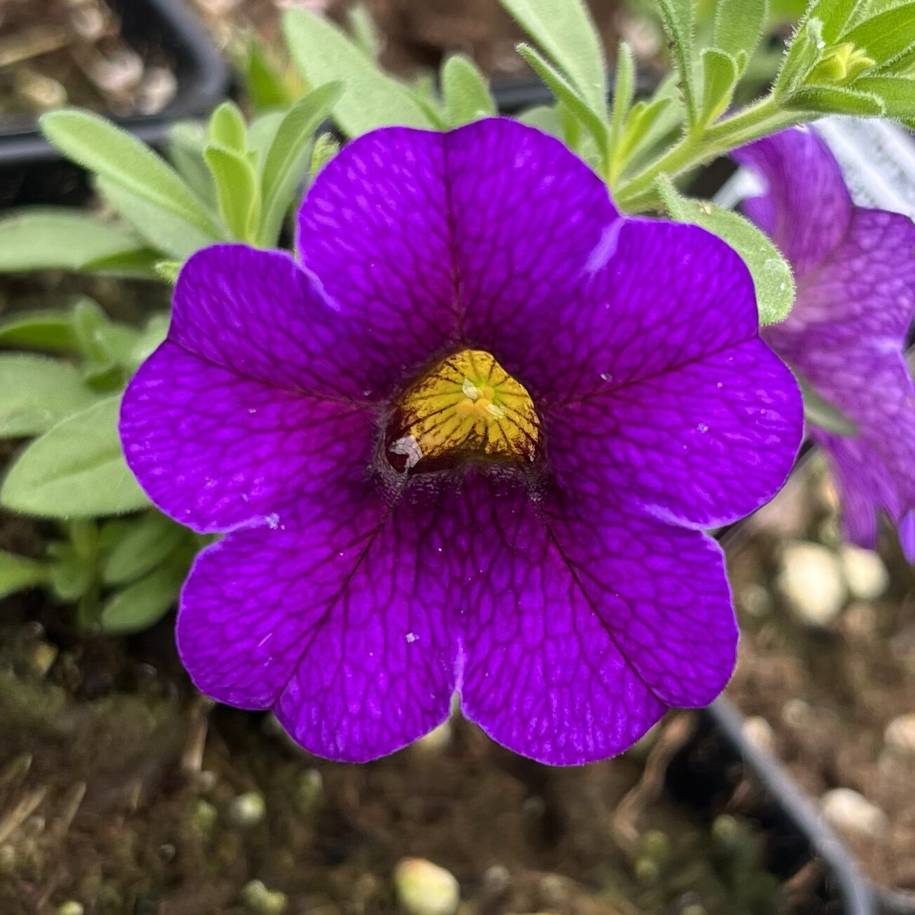 Calibrachoa - Minifamous: Neo Dark Blue