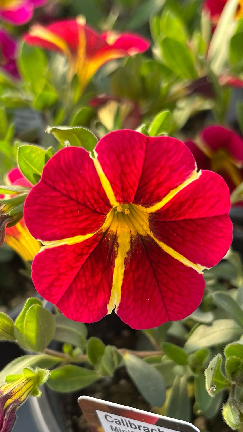 Calibrachoa - Minifamous: Neo Vampire