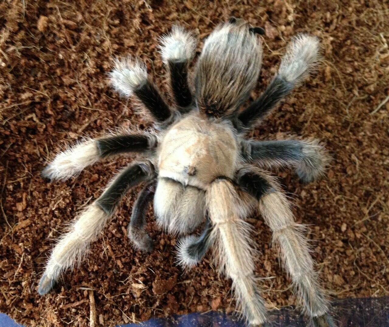 Aphonopelma chalcodes - Tarántula rubia del desierto, sub adulta