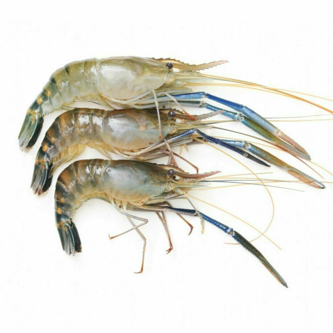 Golda Chingri / Shrimp (গলদা চিংড়ি)