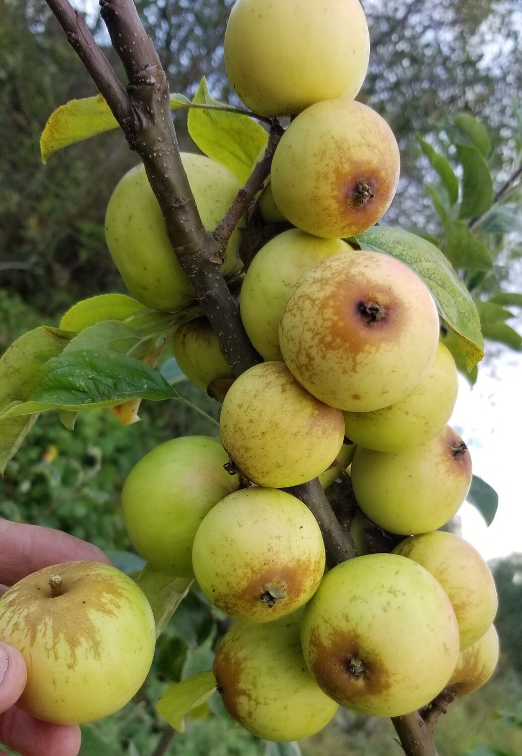 Brown Snout – Online Store