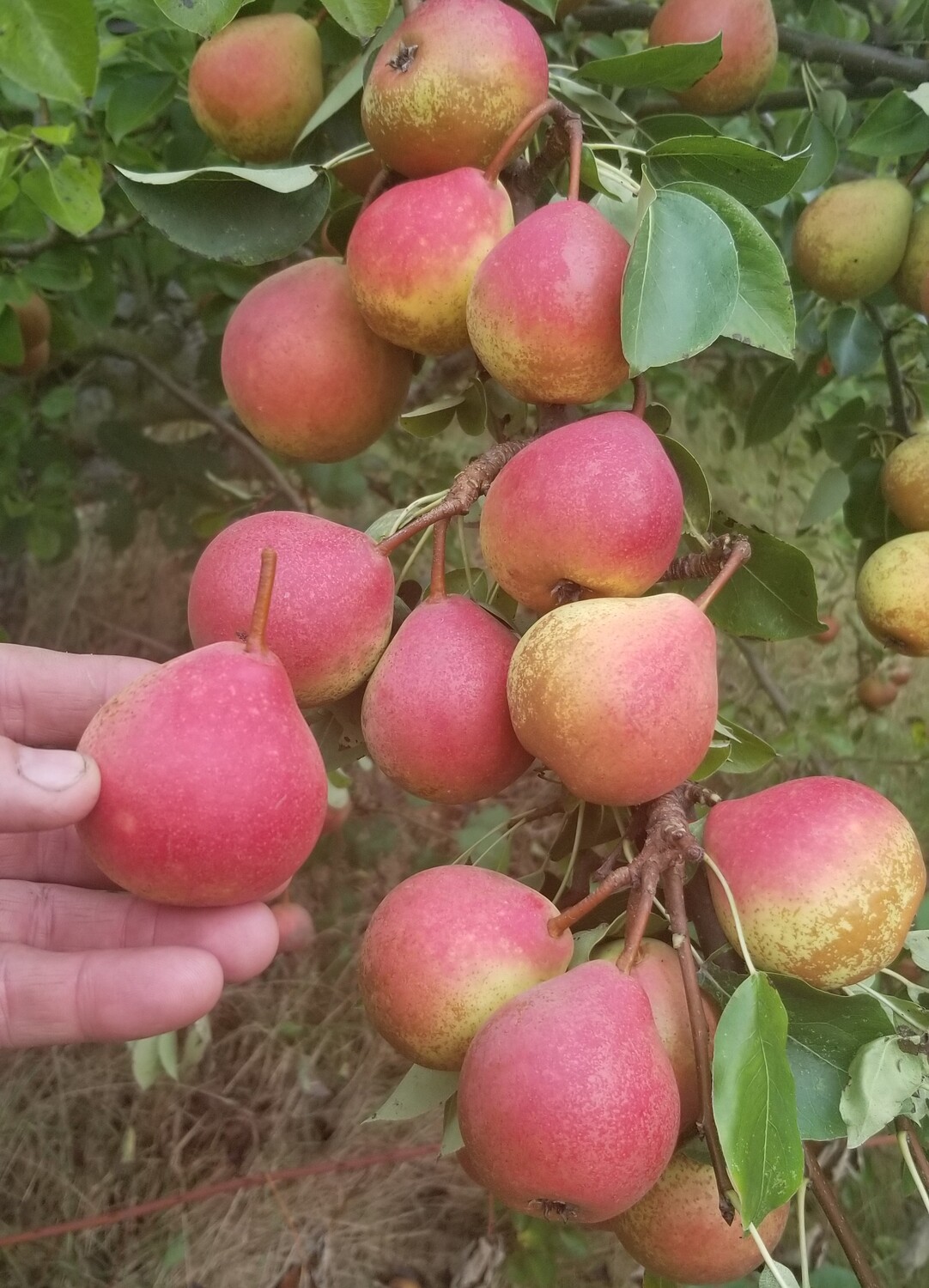 Winnals Longdon Perry Pear – Online Store