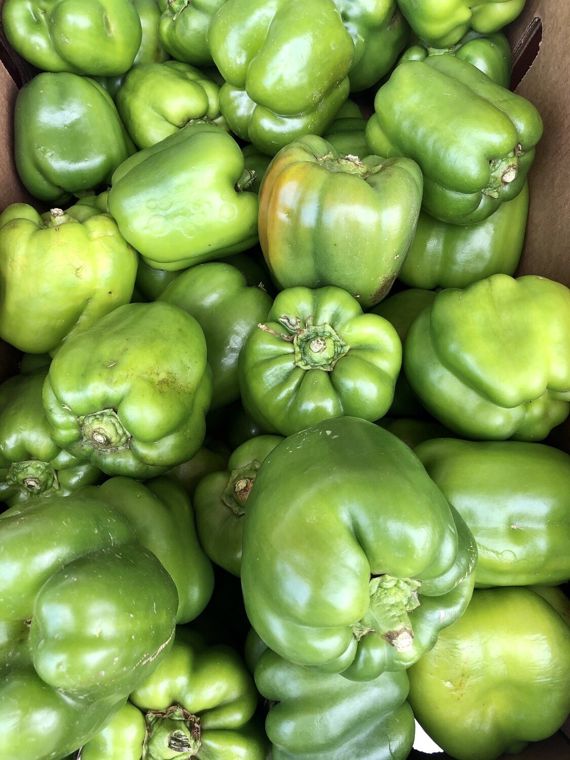 Bell Pepper | Green