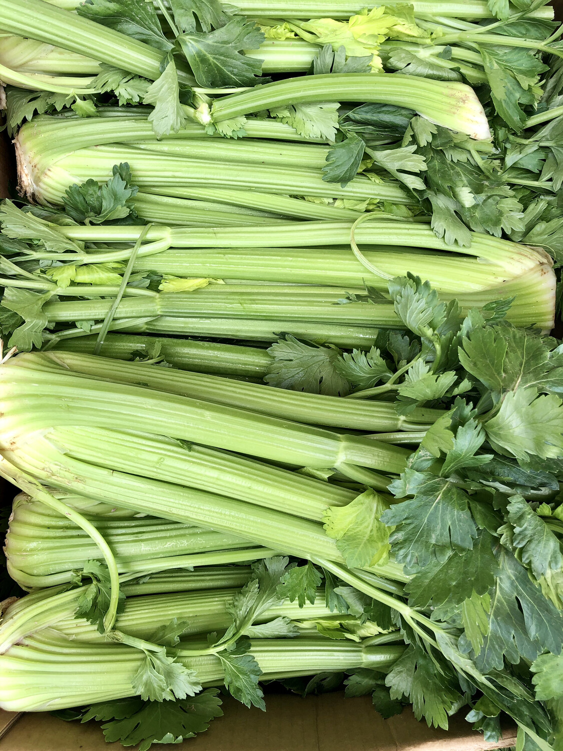 Celery