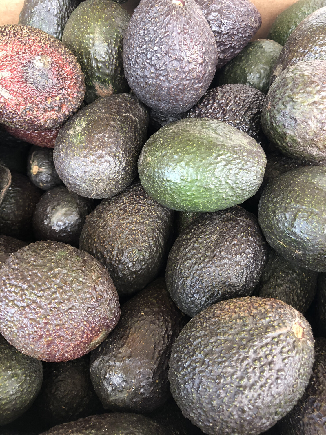 Avocados | Medium