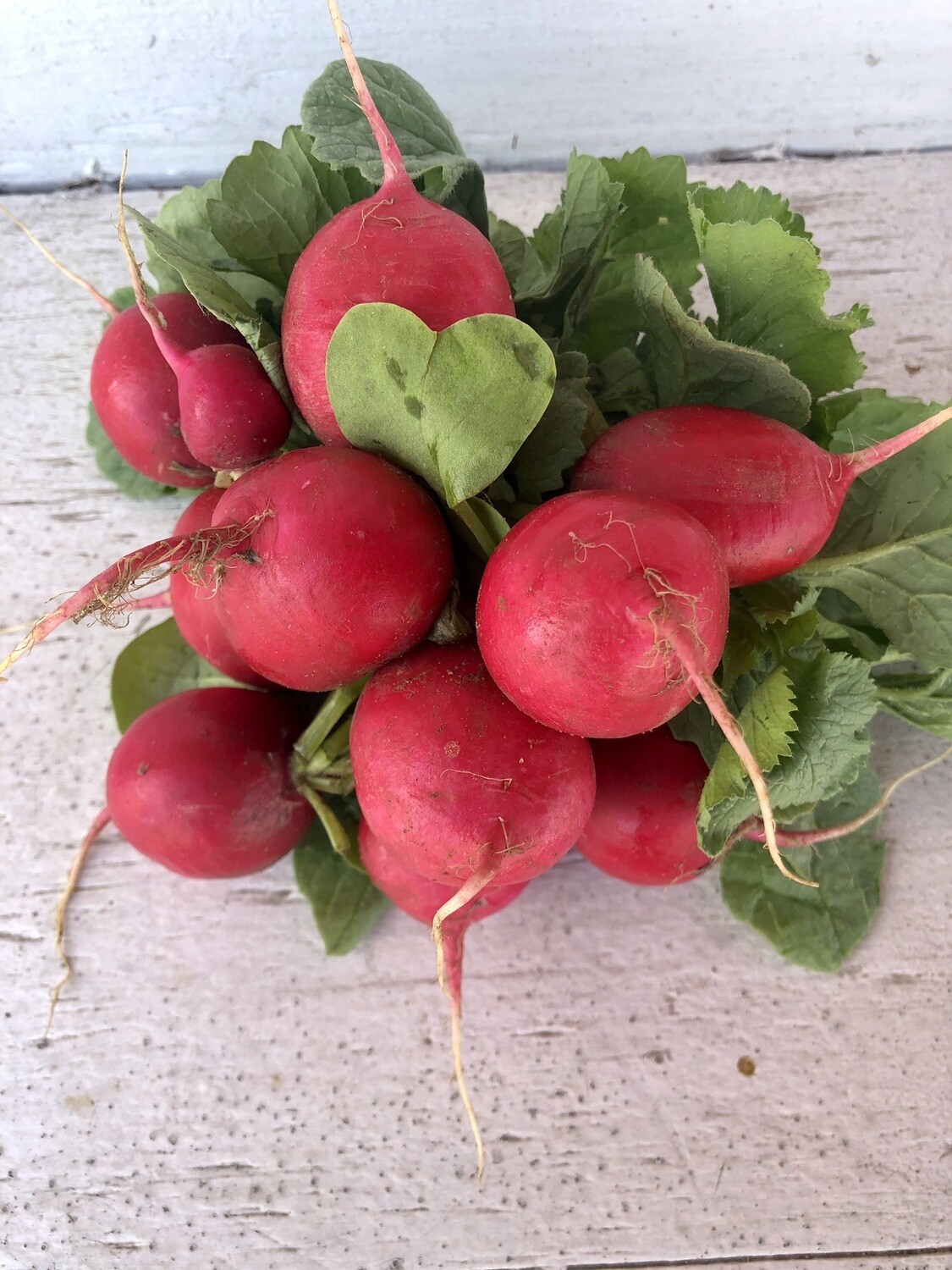 Radish | Bunch