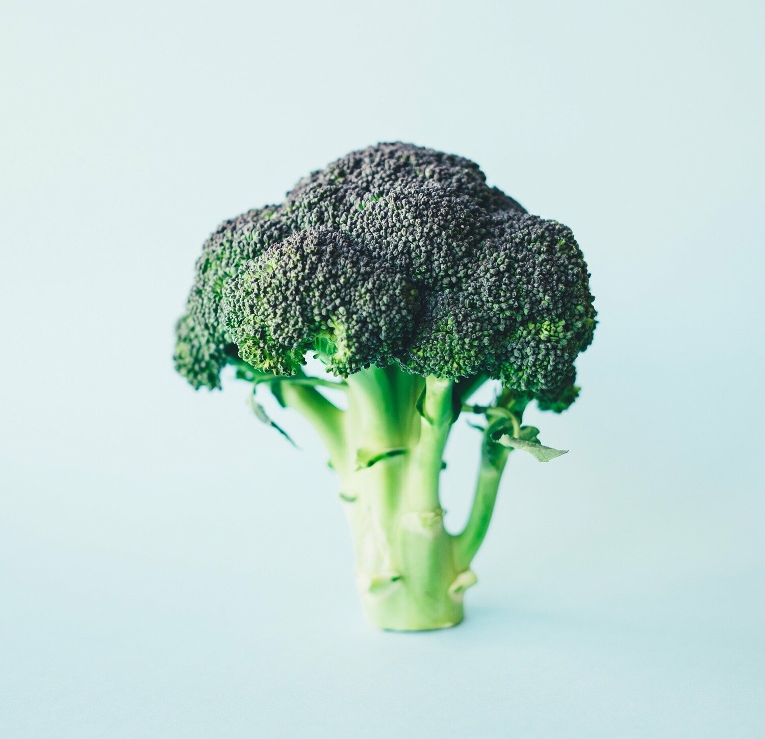 Broccoli | Small