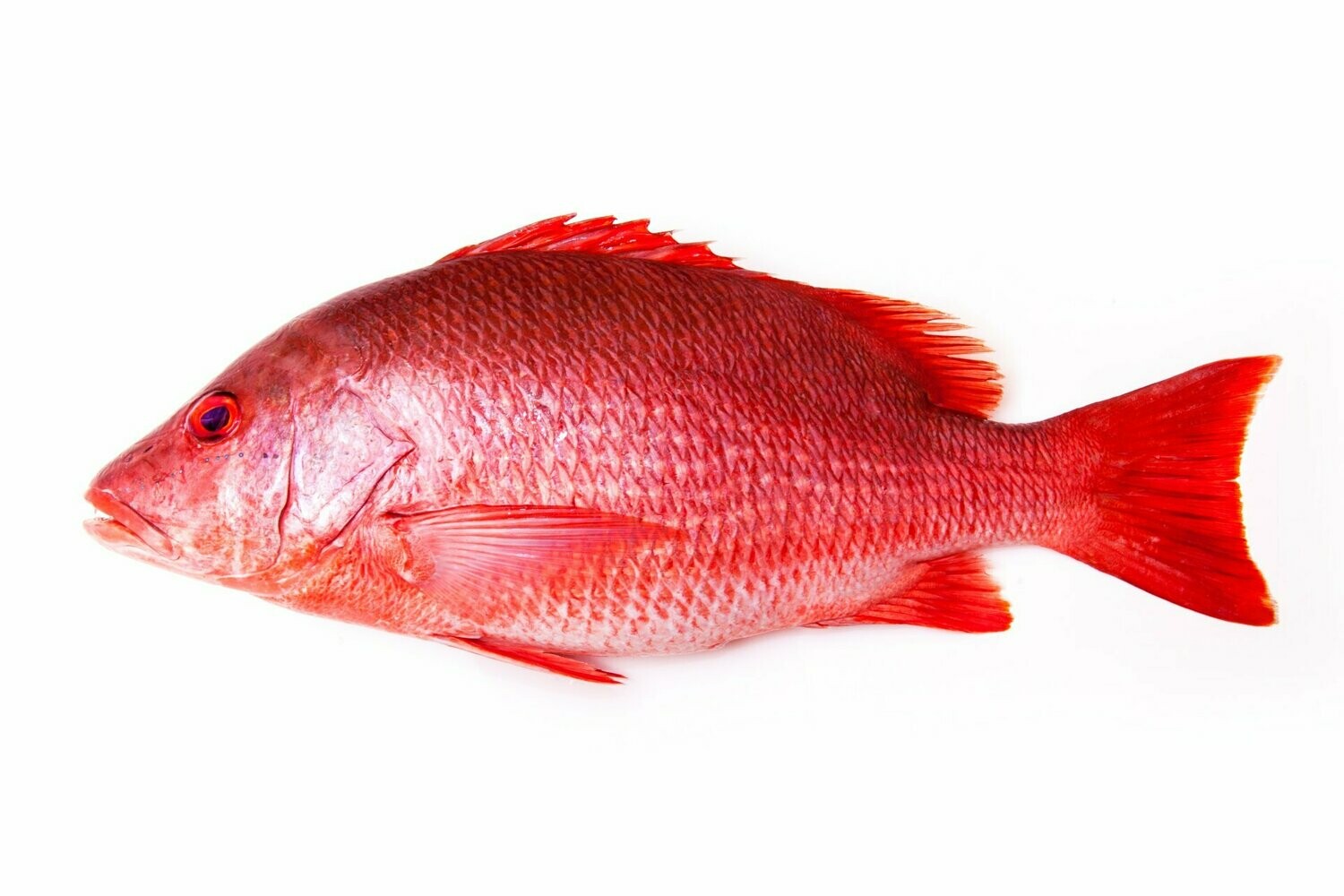 Red Snapper (Pargo Rojo)
