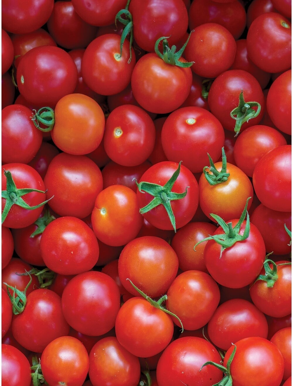 Tomato 'Sweet 100' COMING MAY