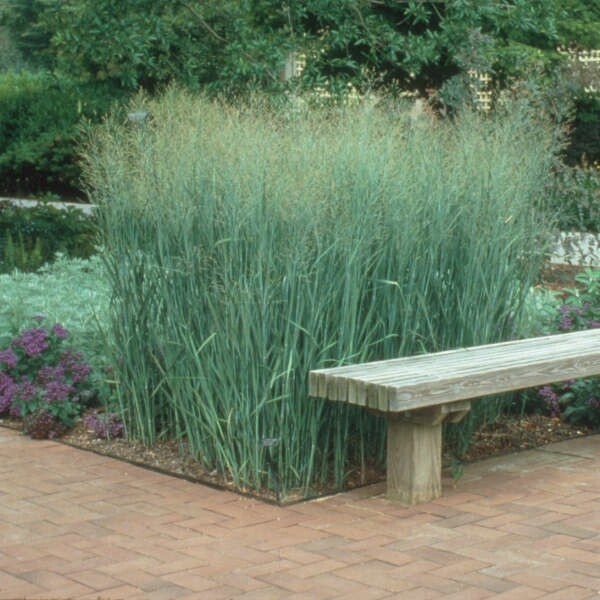 Dallas Blue Switch Grass