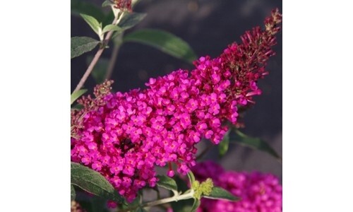 Buddleia 'Buzz Raspberry'