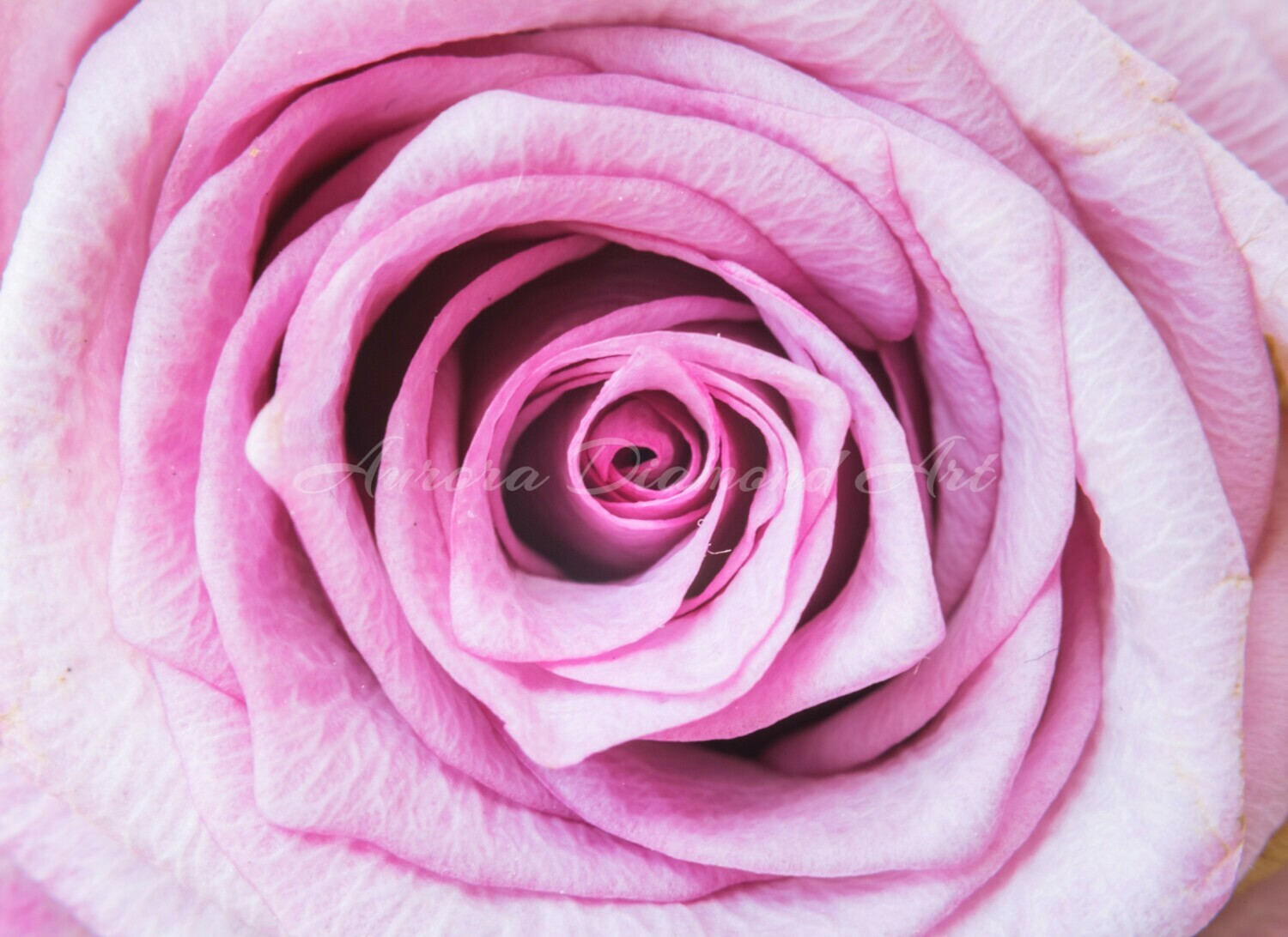 Pink Rose Diamond Painting