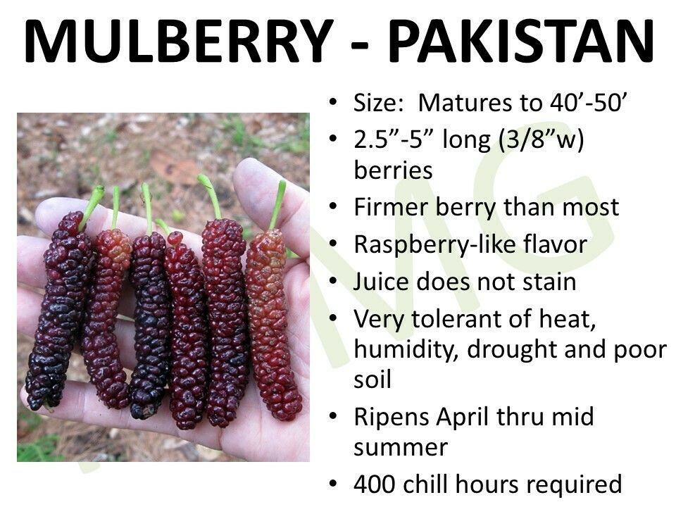 Mulberry, Pakistan