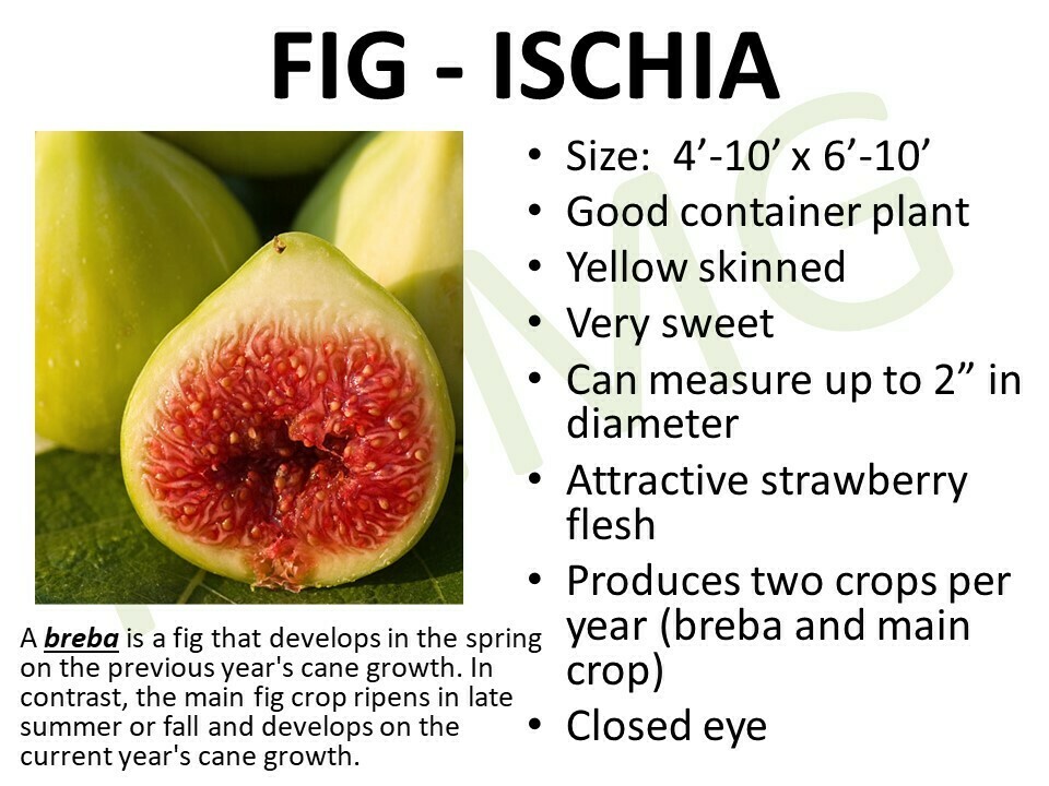 Fig, Ischia