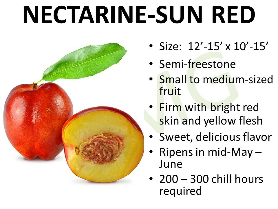 Nectarine, Sun Red
