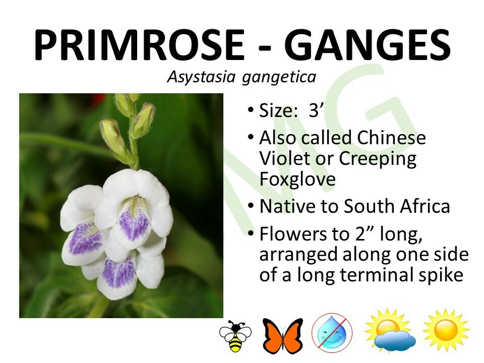Primrose - Ganges, 1 gal