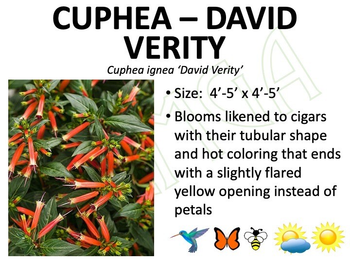 Cuphea, David Verity, 1 gal