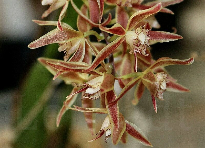 Macradenia multiflora
